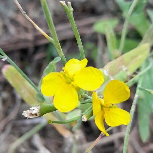 Sisymbrium Ekmanii Plant Care & How to Grow, Water