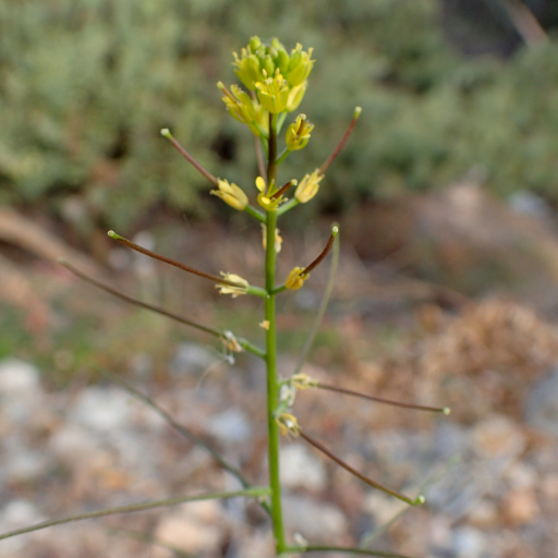 Smooth Mustard (Sisymbrium Erysimoides) Care Guide: Water, Soil ...