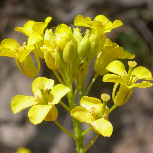 Tall Hedge Mustard (Sisymbrium Loeselii) Plant Care & How to Grow, Water