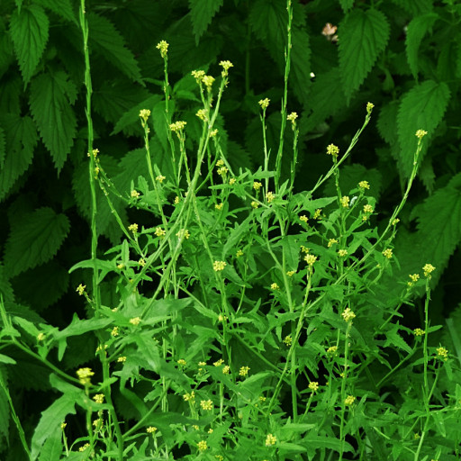 Hedge Mustard (Sisymbrium Officinale) Plant Care & How to Grow, Water