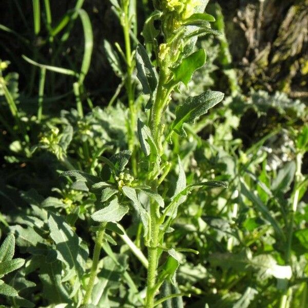 Mediterranean Rocket (Sisymbrium Runcinatum) Plant Care & How to Grow ...