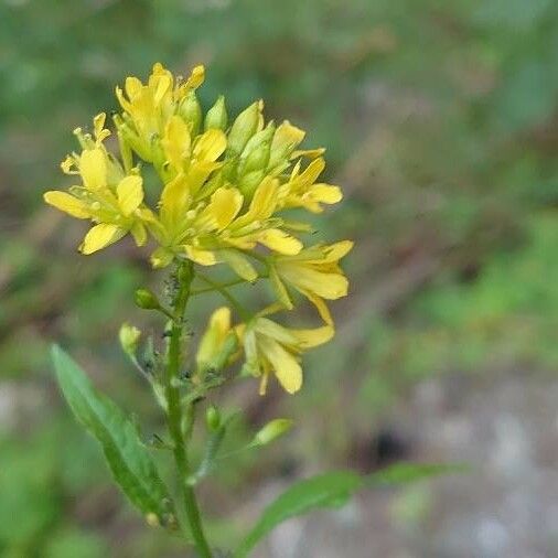 Perennial Rocket (Sisymbrium Strictissimum) Plant Care & How to Grow, Water