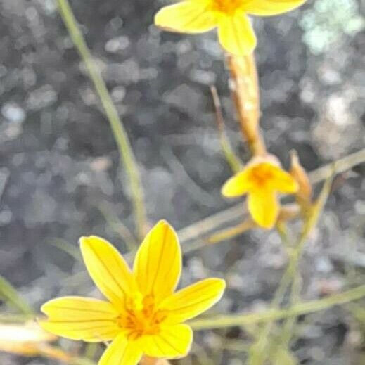 Sisung (Sisyrinchium Unguiculatum) Care Guide: Water, Soil ...