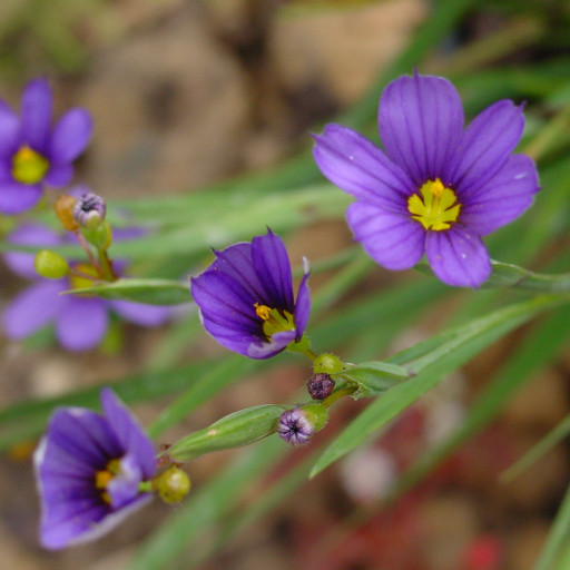 Blue-Eyed Grasses (Sisyrinchium) Plant Care & How to Grow, Water
