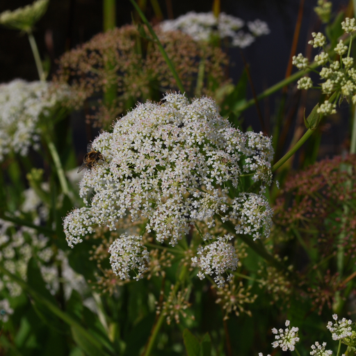 Greater Water Parsnip (Sium Latifolium) Plant Care & How to Grow, Water