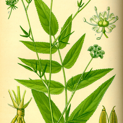 Skirret (Sium Sisarum) Plant Care & How to Grow, Water