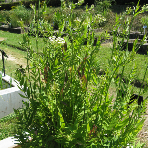 Water-Parsley (Sium Suave) Plant Care & How to Grow, Water