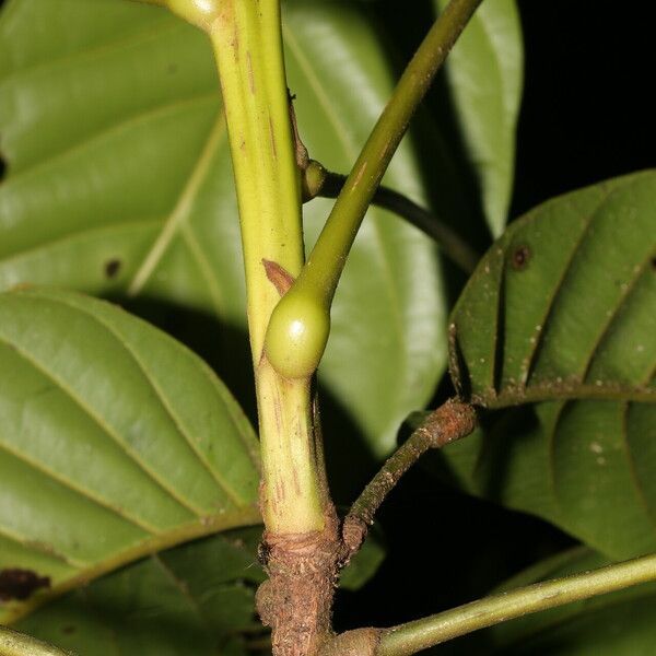 Sloanea Laevigata Care Guide: Water, Soil & Propagation - Plantiary