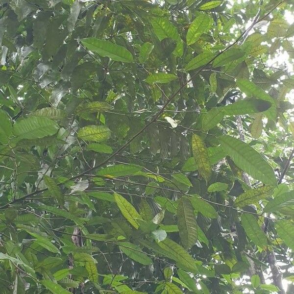 Sloetia Elongata Plant Care & How to Grow, Water