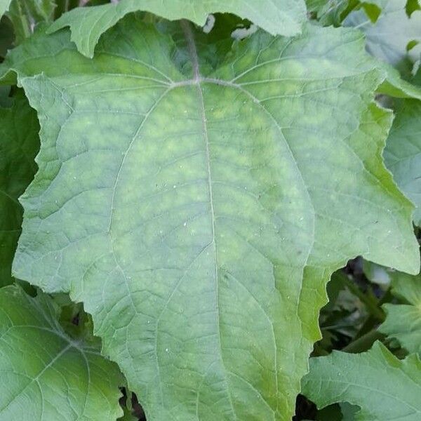 Smallanthus Connatus Plant Care & How to Grow, Water