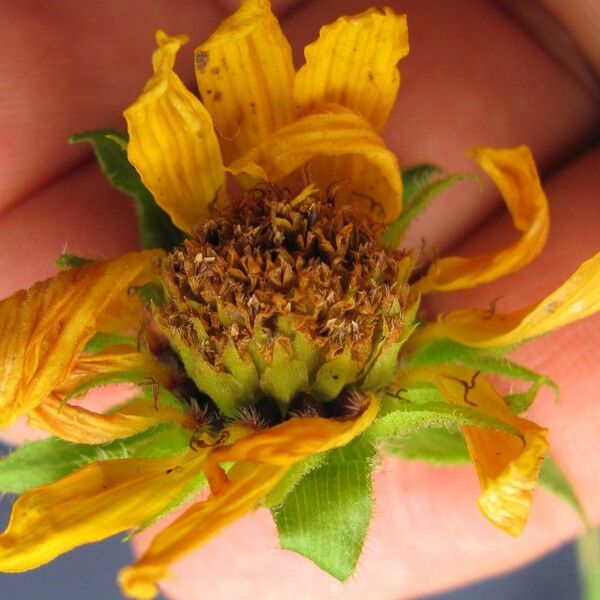 Smallanthus Maculatus Plant Care & How to Grow, Water