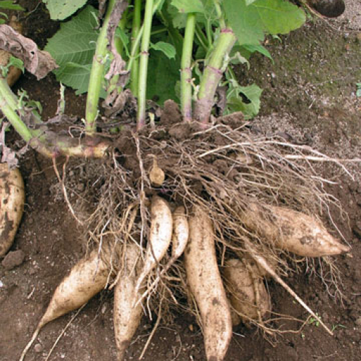 Yacon (Smallanthus Sonchifolius) Plant Care & How to Grow, Water