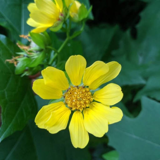 Hairy Leafcup (Smallanthus Uvedalia) Plant Care & How to Grow, Water