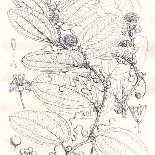 Leg-Ripper (Smilax Anceps) Plant Care & How to Grow, Water