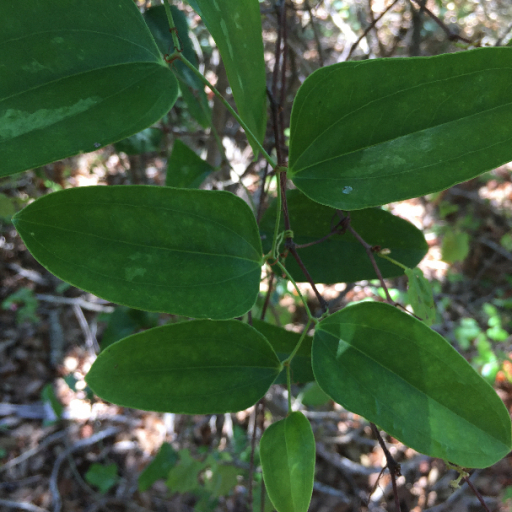 Earleaf Greenbrier (Smilax Auriculata) Plant Care & How to Grow, Water