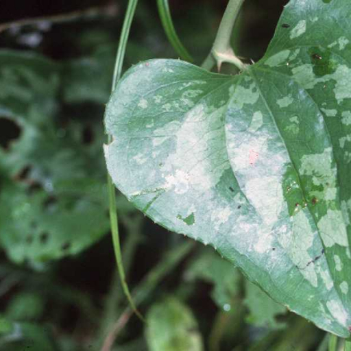 Saw Greenbrier (Smilax Bona-nox) Plant Care & How to Grow, Water