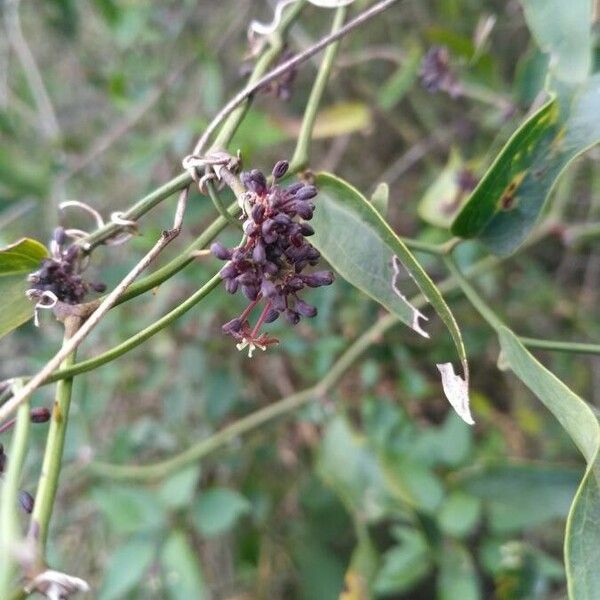 Smilax Campestris Plant Care & How to Grow, Water