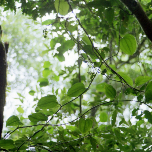 Smilax Canariensis Plant Care & How to Grow, Water