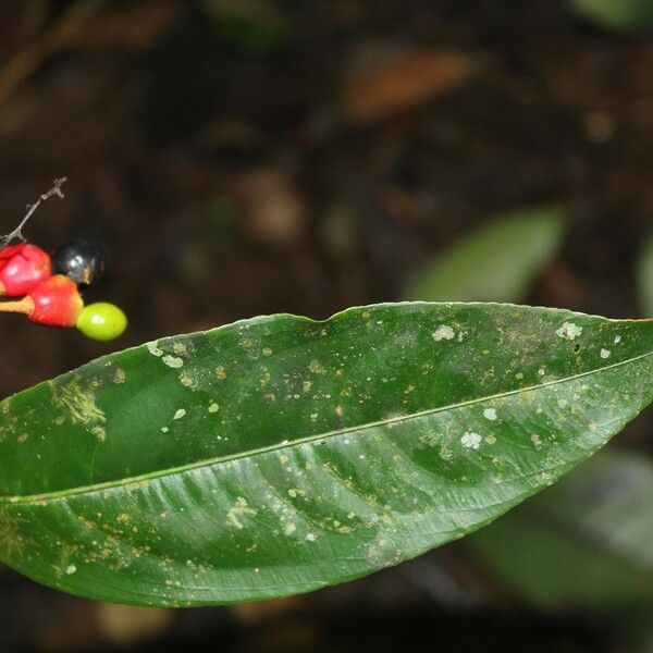 Smilax Domingensis Plant Care & How to Grow, Water