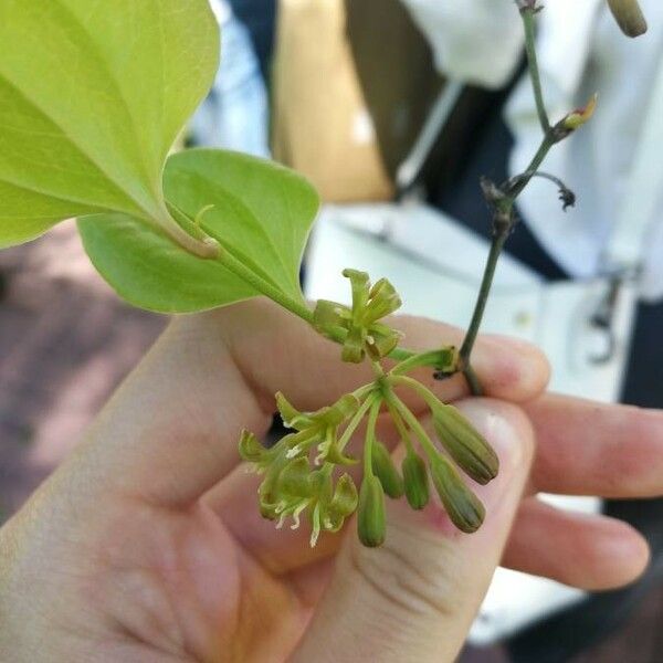 Larger Smilax (Smilax Excelsa) Plant Care & How to Grow, Water