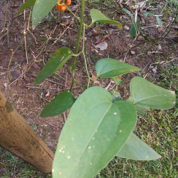 Smilax Fluminensis Plant Care & How to Grow, Water