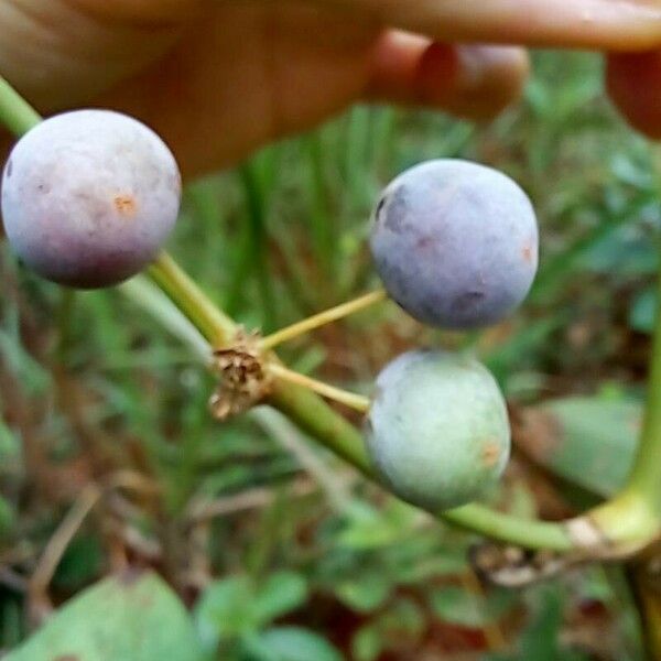 Smilax Goyazana Plant Care & How to Grow, Water