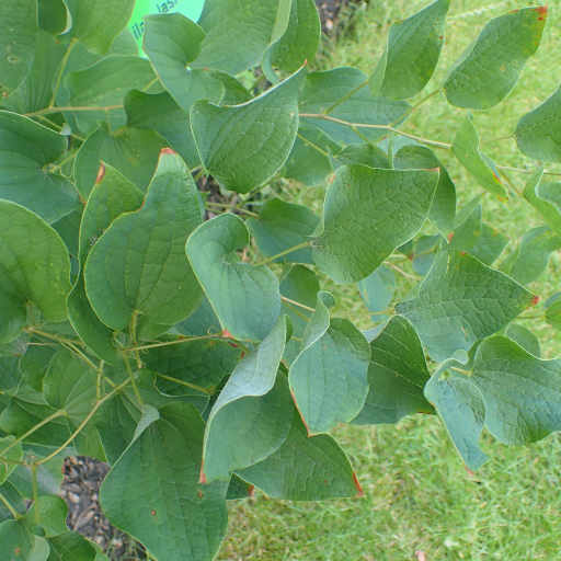 Smilax Lasioneura Plant Care & How to Grow, Water