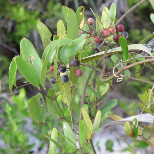 Bamboovine (Smilax Laurifolia) Plant Care & How to Grow, Water