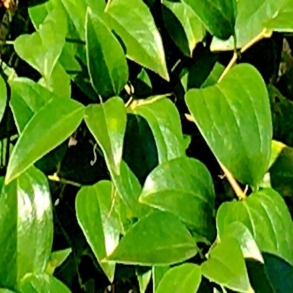 Lanceleaf Greenbrier (Smilax Maritima) Plant Care & How to Grow, Water