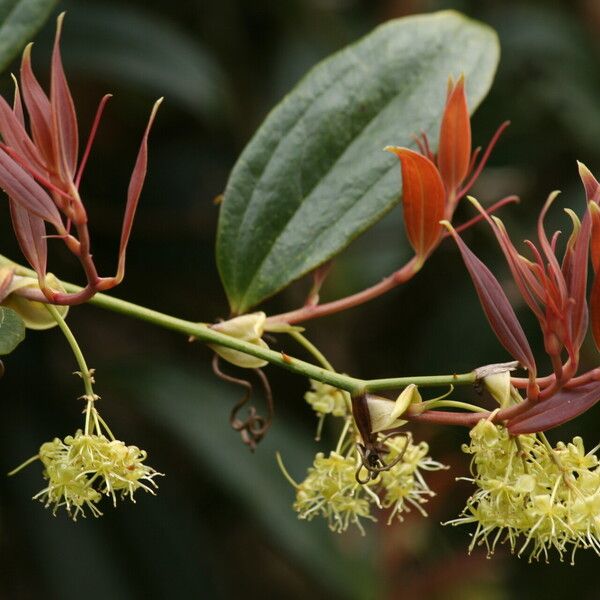 Smilax Megalantha Plant Care & How to Grow, Water