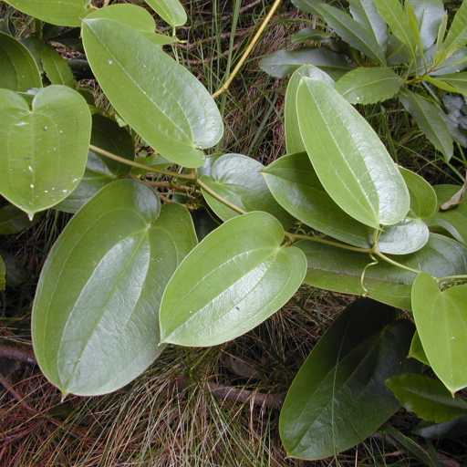 Hawaii Greenbrier (Smilax Melastomifolia) Plant Care & How to Grow, Water