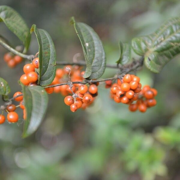 Smilax Mollis Plant Care & How to Grow, Water