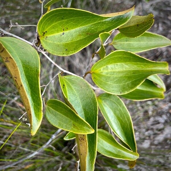 Smilax Neocaledonica Plant Care & How to Grow, Water