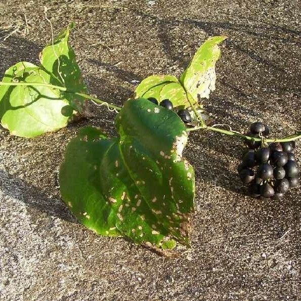 Smilax Orbiculata Plant Care & How to Grow, Water