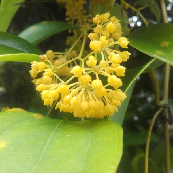 Smilax Purpurata Care Guide: Water, Soil & Propagation - Plantiary