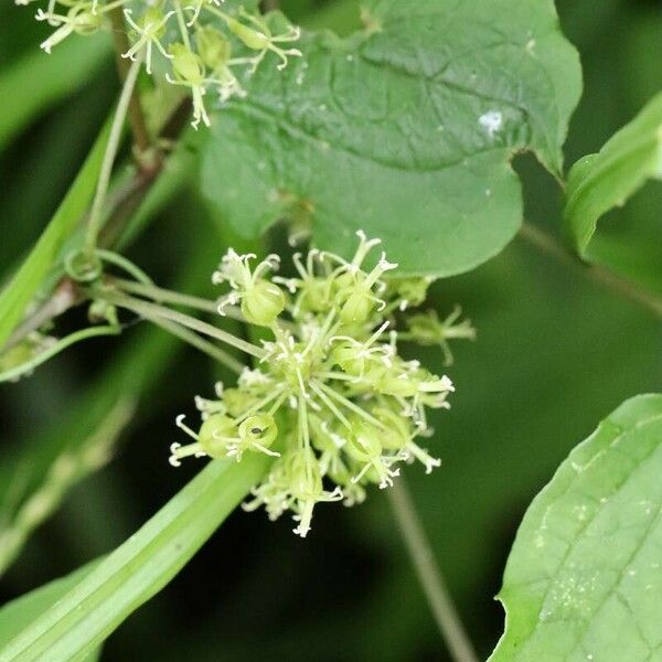 Riparian Greenbrier (Smilax Riparia) Plant Care & How to Grow, Water