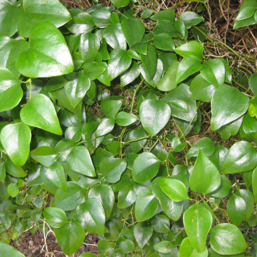 Common Greenbrier (Smilax Rotundifolia) Plant Care & How to Grow, Water