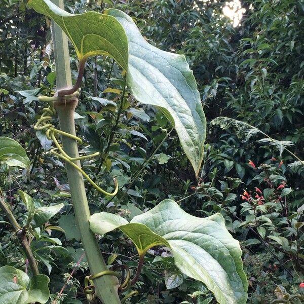 Smilax Subpubescens Plant Care & How to Grow, Water