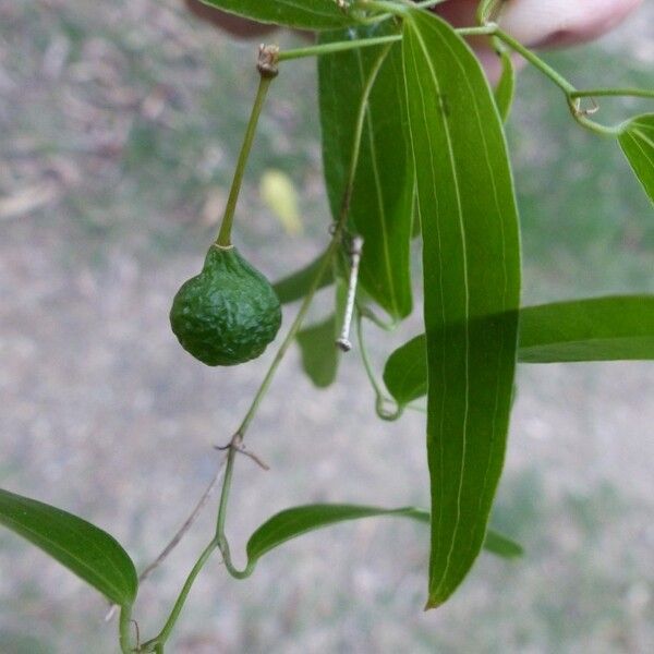 Smilax Tetraptera Plant Care & How to Grow, Water