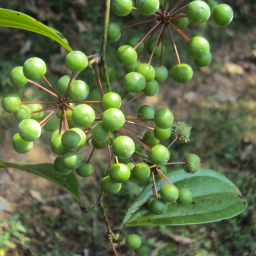Smilax Zeylanica Plant Care & How to Grow, Water