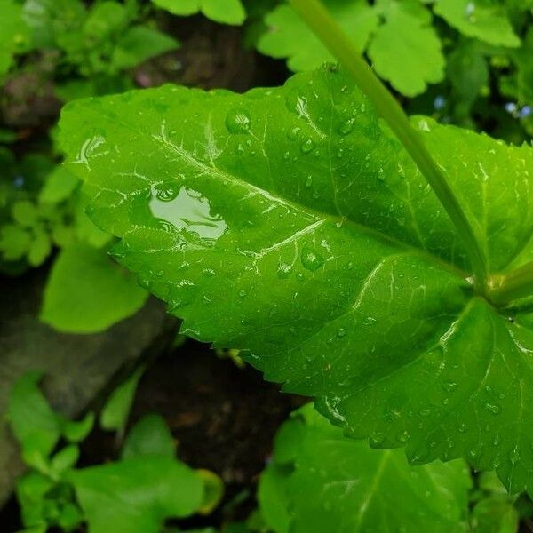 Perfoliate Alexanders (Smyrnium Perfoliatum) Plant Care & How to Grow ...