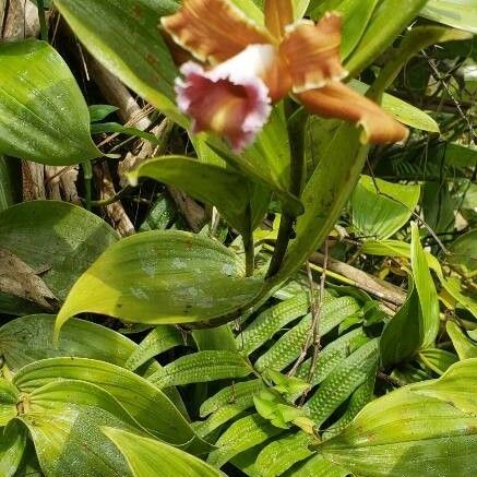 Sobralia Leucoxantha Plant Care & How to Grow, Water