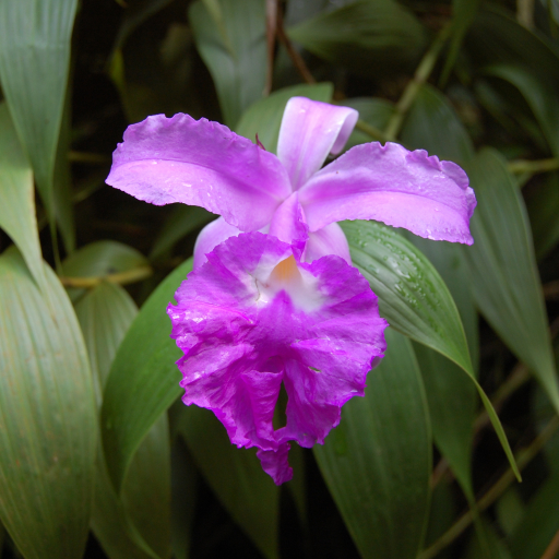 Orchid (Sobralia Macrantha) Plant Care & How to Grow, Water