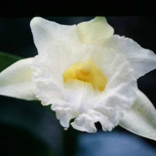 Sobralia Macrophylla Plant Care & How to Grow, Water