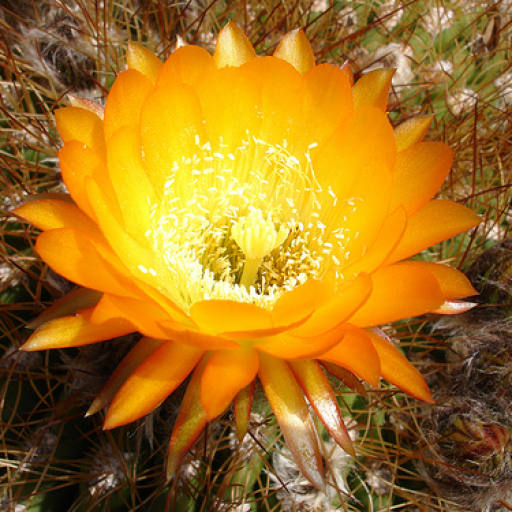 Pasacana (Spanish) (Soehrensia Formosa) Plant Care & How to Grow, Water