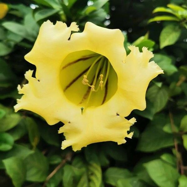 Chalice Vine (Solandra Guttata) Plant Care & How to Grow, Water