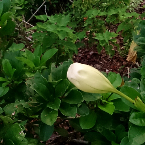 Chalice Vine (Solandra Longiflora) Plant Care & How to Grow, Water