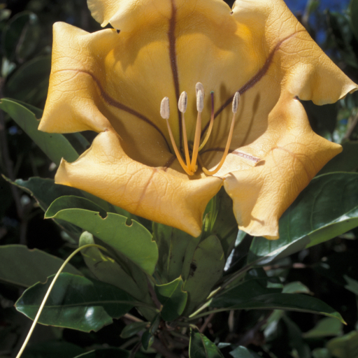 Hawaiian Lilly (Solandra Maxima) Plant Care & How to Grow, Water