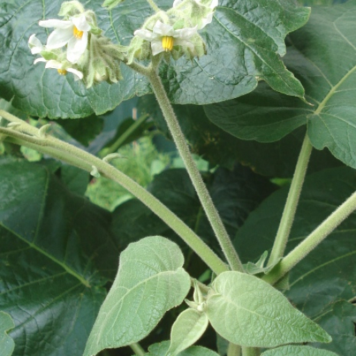 Dwarf Tamarillo (Solanum Abutiloides) Care Guide: Water, Soil ...