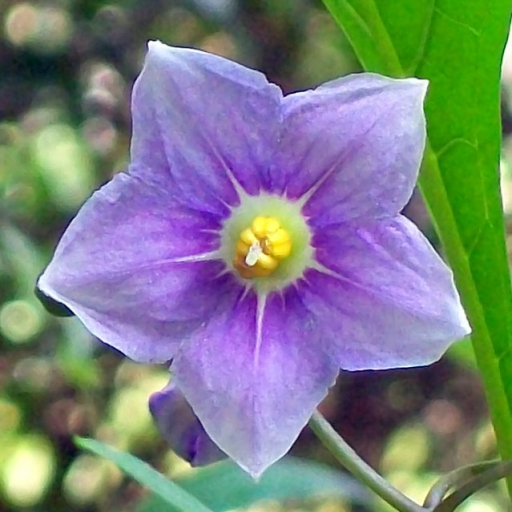 New Zealand Nightshade (Solanum Aviculare) Plant Care & How to Grow, Water